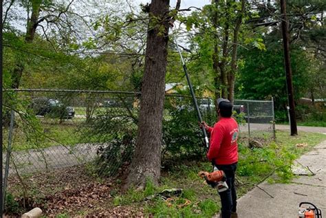 Spring Tree Service We Are A Professional Tree Service Company