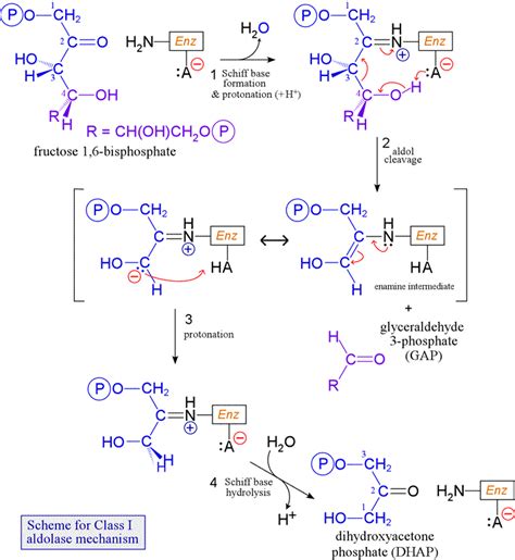 Fructose Bisphosphate Aldolase Aldolase Fructosediphosphate Aldolase