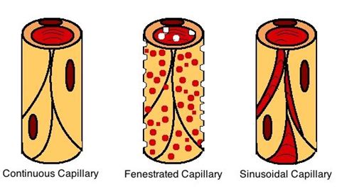 What Is The Difference Between Sinusoids And Capillaries Pediaacom