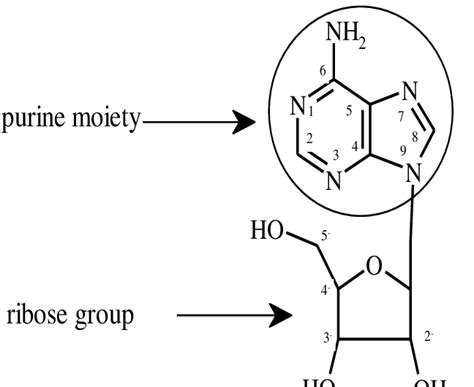 Chemical Structure Of Adenosine Download Scientific Diagram