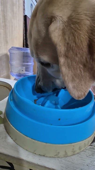 내가 뭘 키운거여ㅋ 리트리버여 여시여ㅋㅋㅋ 래브라도리트리버 내사랑리트리버 래브라도 강아지일상 Youtube