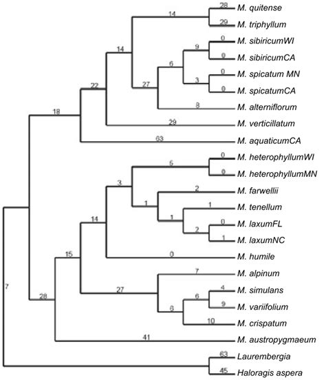 Partial Phylogenetic Tree Based On Nrdna Its Sequence Data Including