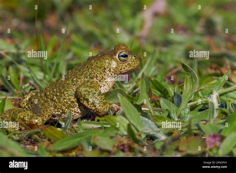 Natterjack Toad Bufo Calamita Natterjack Toad N Amphibians Other