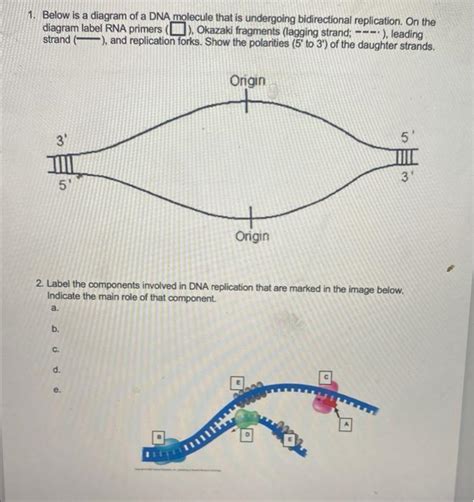 Solved 1 Below Is A Diagram Of A Dna Molecule That Is