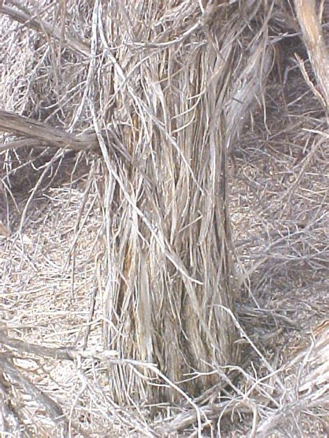 Common Sagebrush Allergen Information Map Stallergenes Greer