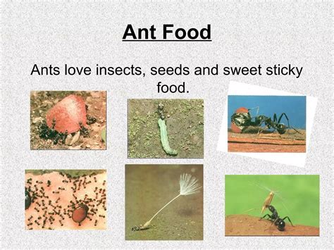 Ants Ppt
