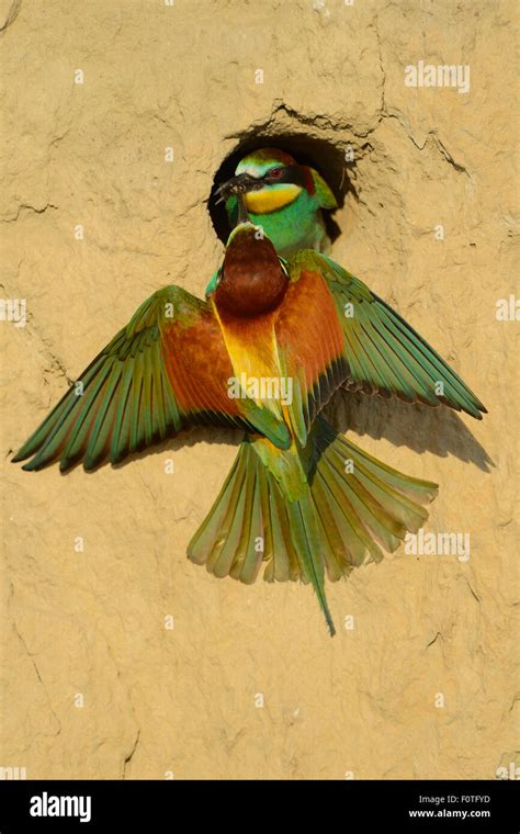 European Bee Eater Merops Apiaster Pair At Nest At Breeding Site