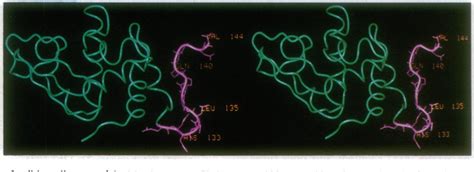 Figure 3 From Three Dimensional Structure Of The Platelet Integrin