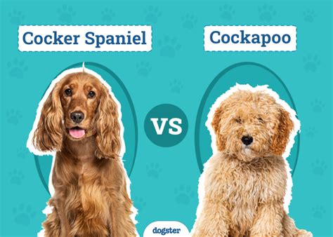 5 Vet Approved Cockapoo Haircuts You Can Give Your Pup With Pictures