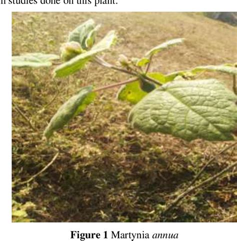 Figure 1 From Phytochemical Screening And Analysis Of Antioxidant