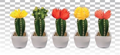 노란색 빨간색 분홍색 꽃 컬렉션 3d 현실적인 선인장 투명 한 배경에 장식 선인장 아름다운 아이콘 선인장 벡터 그림입니다 가시에 대한 스톡 벡터 아트 및 기타 이미지