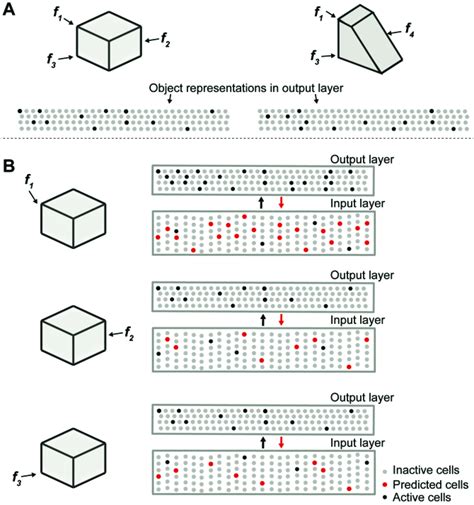 Cellular Activations In The Input And Output Layers Of A Single Column Download Scientific