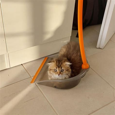 Premium Photo A Very Cute Cate