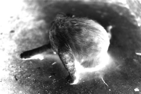 Cat Scratching Itself Royalty Free Images Stock Photos Pictures Shutterstock