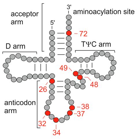 Life Free Full Text Landmarks In The Evolution Of T Rnas From The Origin Of Life Up To