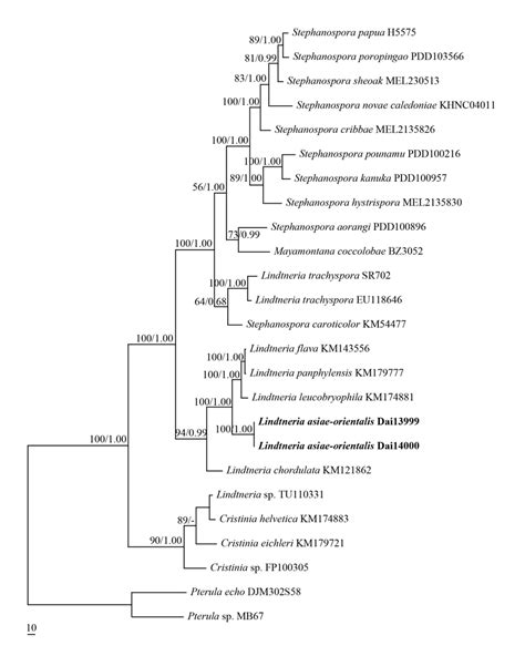 Strict Consensus Tree Of Stephanosporaceae Obtained From Maximum Download High Resolution