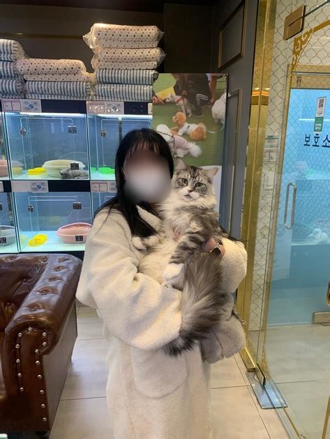 메인쿤 쿤 폼스키크기 폼치크기 폼피츠크기 푸숑크기 노르웨이숲크기 데본렉스크기 뱅갈크기 샴크기 셀커크렉스크기 스핑크스크기 아메리칸숏헤어크기 아메리칸컬크기 아비시니안크기