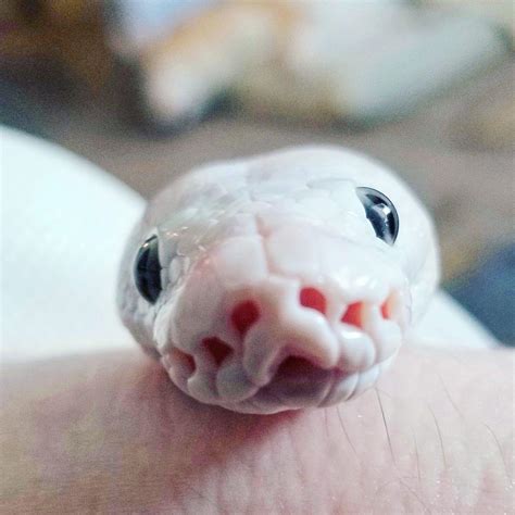 cute little face r ballpython