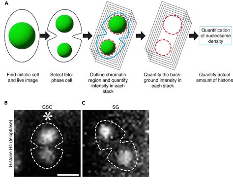 Figure 1 From Quantitative Imaging Of Chromatin Inheritance Using A Dual Color Histone In