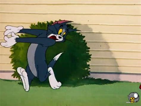 کارتون تام و جری موش کوچولو فیلو