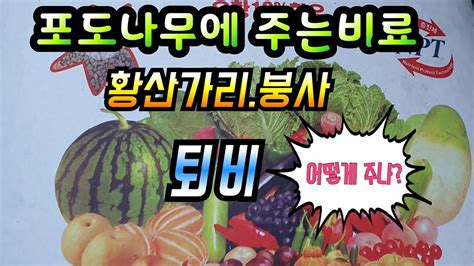 포도나무에 비료와 황산가리붕사 포도나무에퇴비주기 Youtube