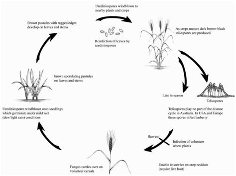 Anyone Details About Wheat Rust Cycle With Spore Formation ResearchGate