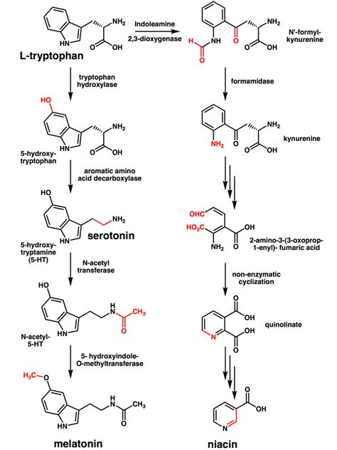 Tryptophan Podcast Chemistry World