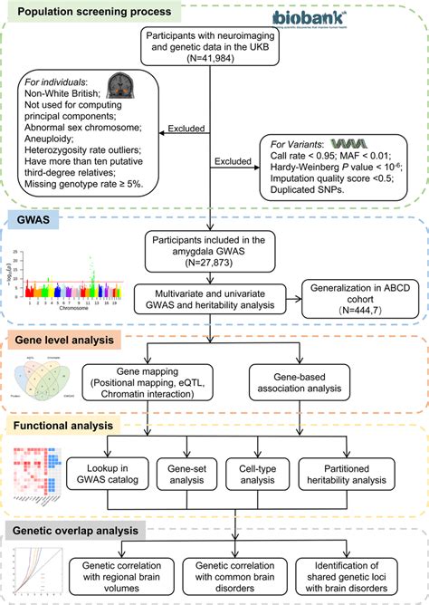 The Schematic Workflow Of The Study Design Ukb Uk Biobank Maf Minor Download Scientific