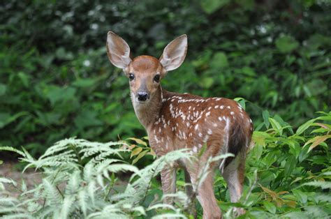 File White Tailed Deer