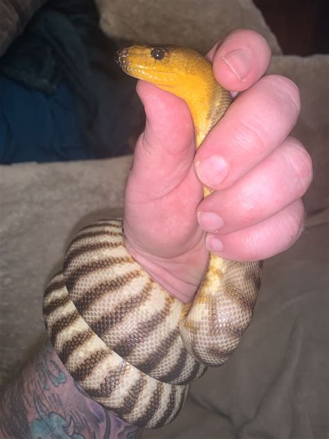 Male Woma Python Reptile Sales Oz Male Woma Python Reptile Sales Oz