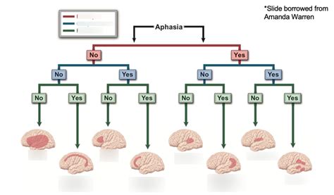Aphasia Tree Diagram Quizlet