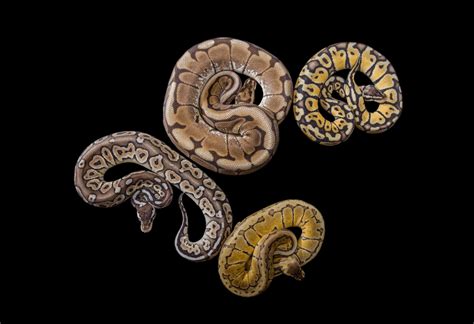 How To Tell How Old A Ball Python Is Yearly Age Chart