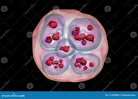Hydatid Cyst Of Echinococcus Multilocularis Stock Illustration Illustration Of Invasion Worm