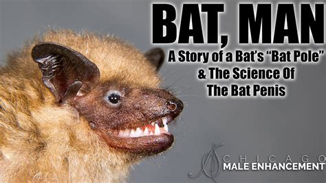 BAT MAN A Story Of A Bats Bat Pole Science Of The Bat Penis