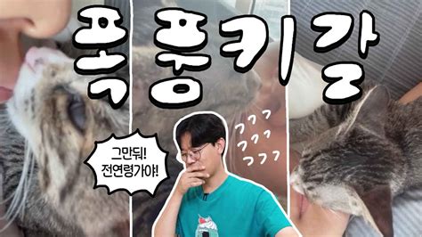 물고 빨고 핥고냅다 키스 갈기는 고양이 집사입술 괜찮아 우리 질투는 괜찮고 YouTube