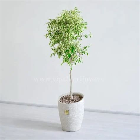 خرید قیمت گل بنجامین ابلق با کیفیت‌عالی و ارسال سریع Vip