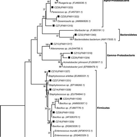 Phylogenetic Tree Of Epiphytic Bacteria Associated With Ulva Rigida Download Scientific Diagram