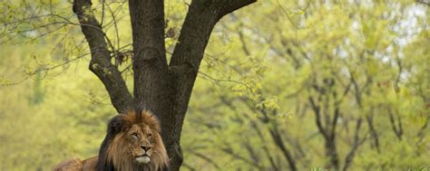 Best Things To Do In Sasan Gir National Park