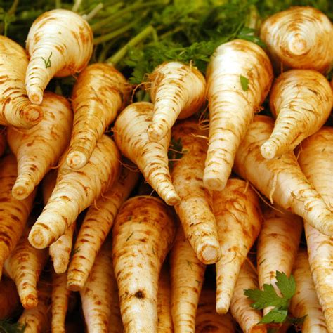 Hollow Crown Parsnip Pastinaca Sativa Annies Heirloom Seeds