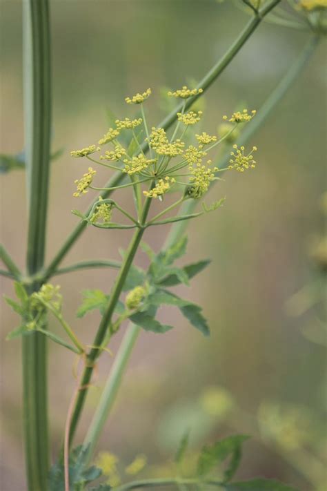 About Wild Parsnip — Rideau Goulbourn Councillor Scott Moffatt City Of Ottawa Ward 21 About Wild Parsnip — Rideau Goulbourn Councillor Scott Moffatt City Of Ottawa Ward 21