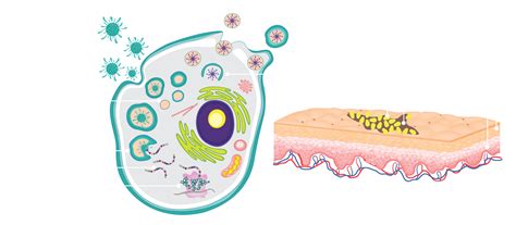Research Programme 1 Pathogen Host Interactions Nivb