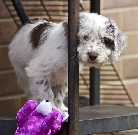Best Raincoat For Cockapoo At Cecila Whitworth Blog