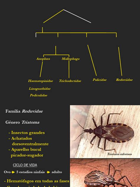 2 Siphonaptera Phtiraptera 21 22 Pdf