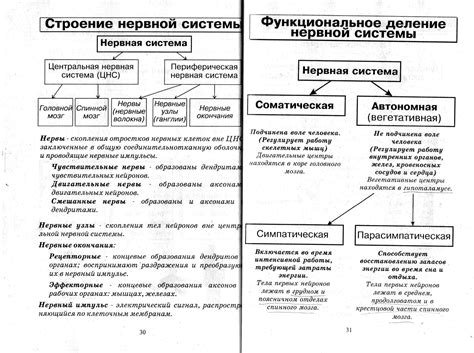 Резанова Е.А., Антонова И.П., Резанов А.А., Биология человека. В ...