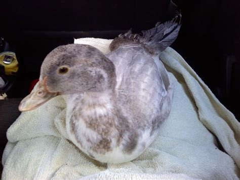 What Breed Of Duck And How To Sex It Backyard Chickens Learn How To Raise Chickens