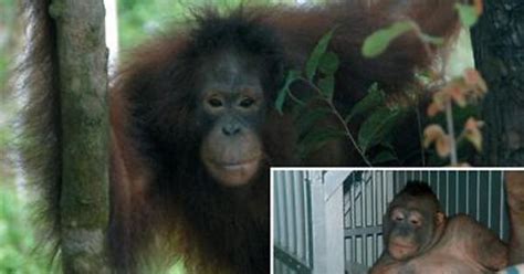 Til 35 Policemen Armed With Ak47s Had To Rescue A Shaved Orangutang That Was Being Used As A