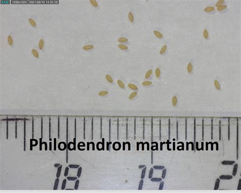 Philodendron Martianum Seeds