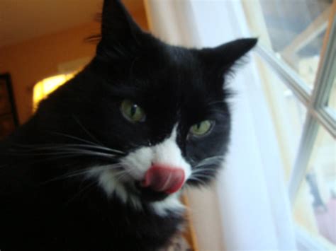 My Cute Kitteh By Freekuvnature On Deviantart