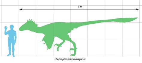 Utahraptor Size Comparison