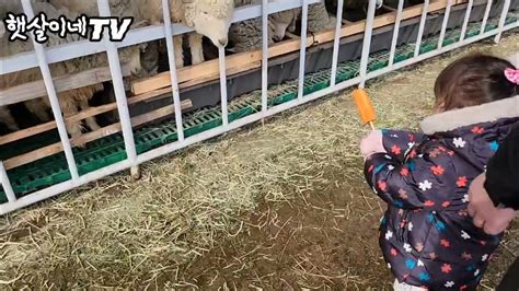 양 먹이주기 체험 건초당근 다 빼겼다 Youtube